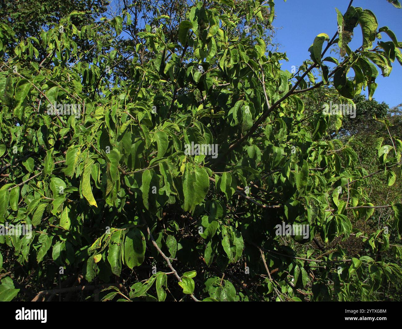 wild-medlar (Vangueria infausta Stock Photo - Alamy