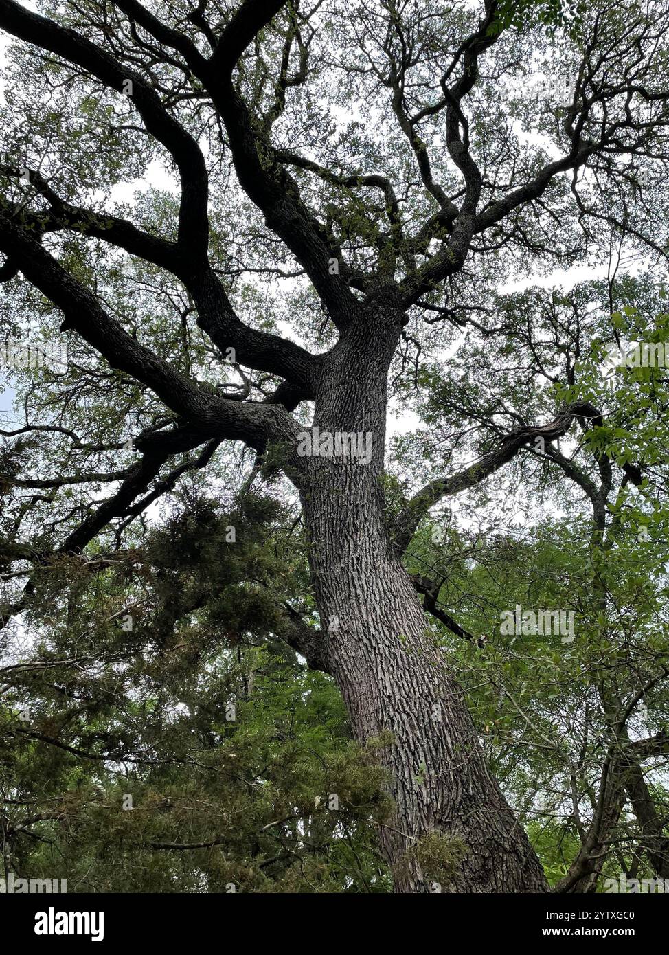 Texas live oak (Quercus fusiformis Stock Photo - Alamy