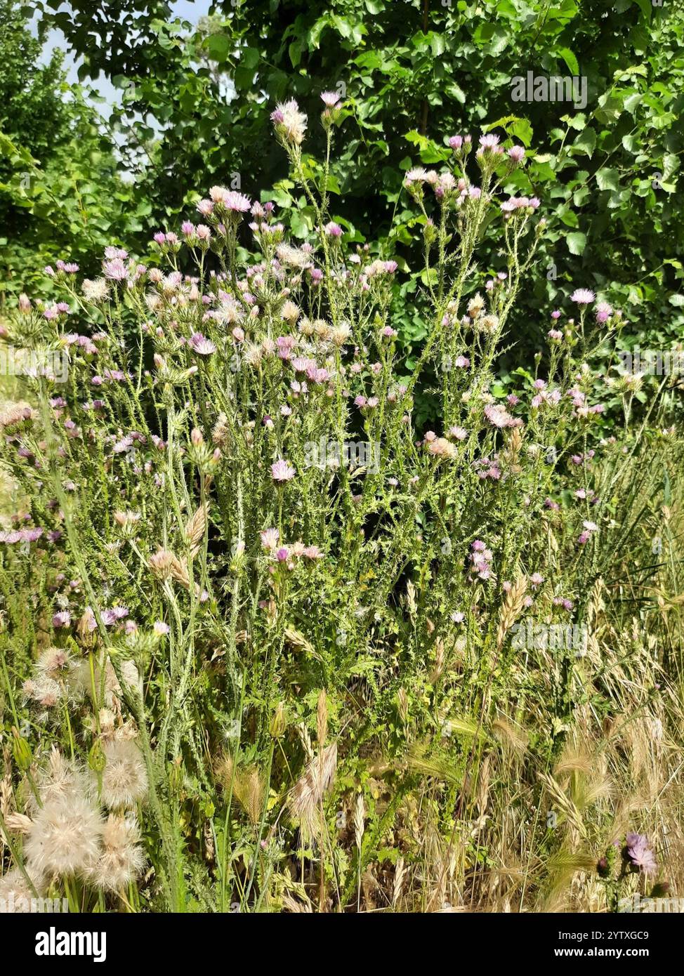 Slender Thistle (Carduus tenuiflorus Stock Photo - Alamy