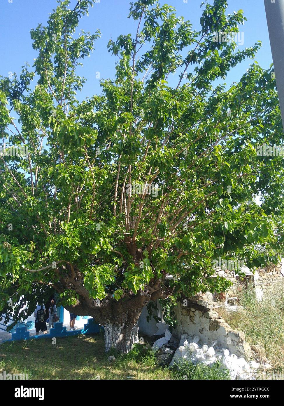 black mulberry (Morus nigra Stock Photo - Alamy