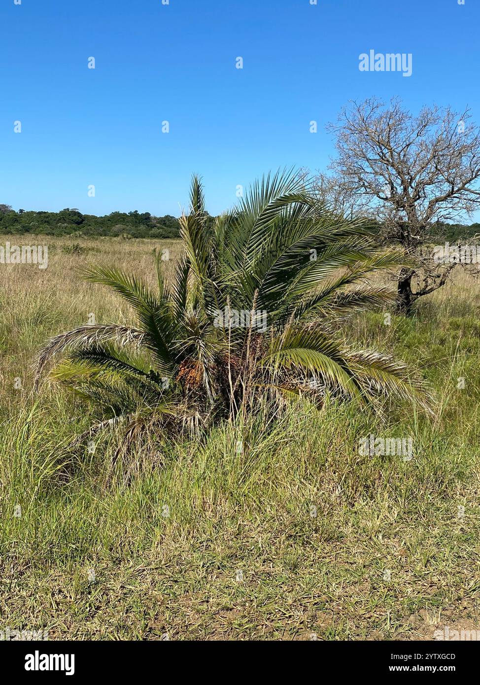 Reclining Date Palm (Phoenix reclinata Stock Photo - Alamy