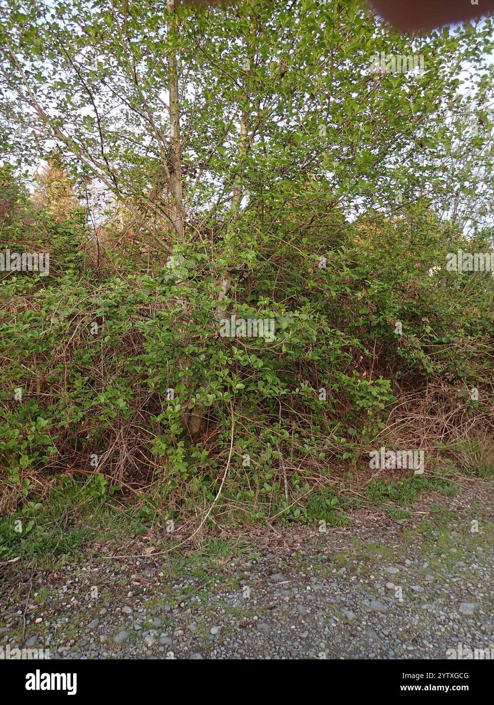 Red Alder (Alnus rubra Stock Photo - Alamy