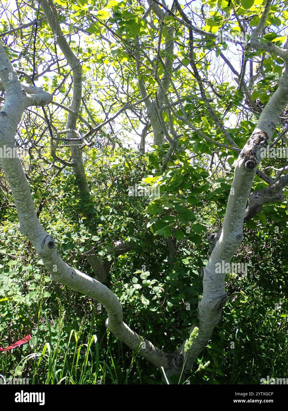 trembling aspen (Populus tremuloides Stock Photo - Alamy