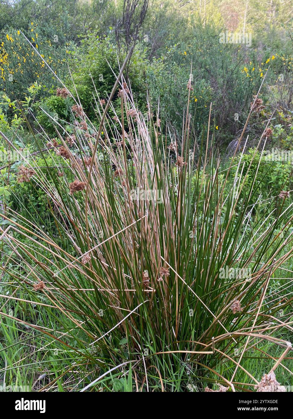 Soft Rush (Juncus effusus Stock Photo - Alamy