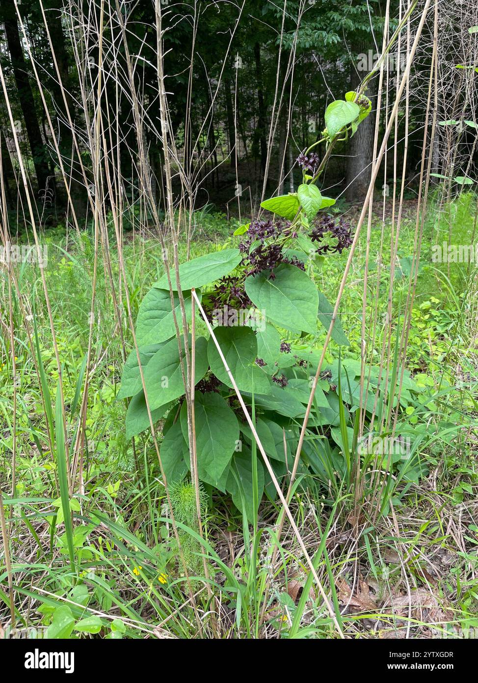 Matelea carolinensis hi-res stock photography and images - Alamy