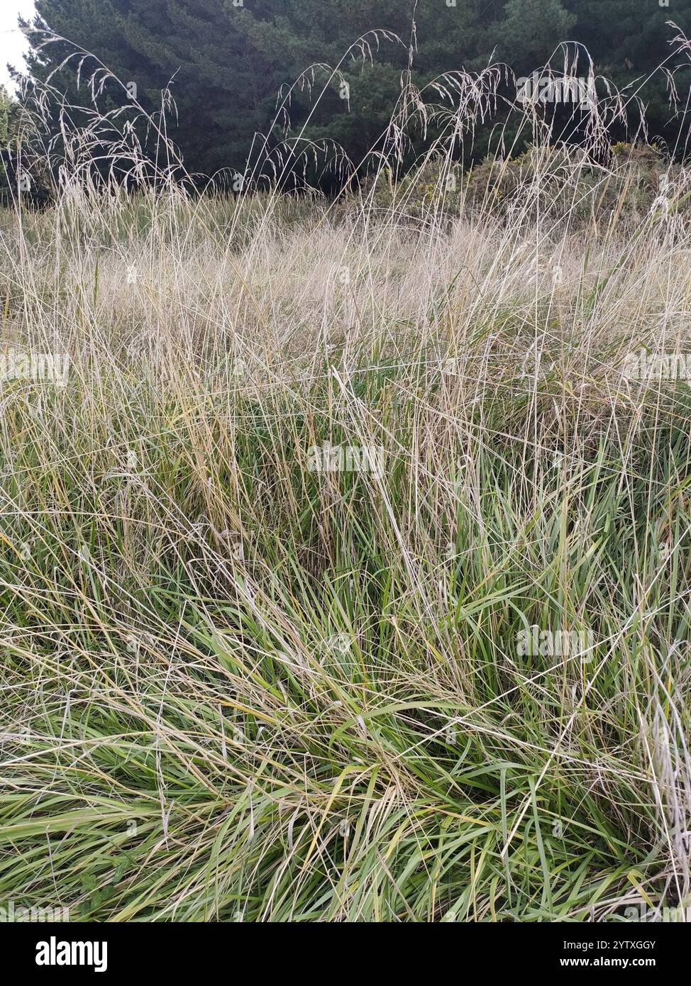 tall fescue (Lolium arundinaceum Stock Photo - Alamy