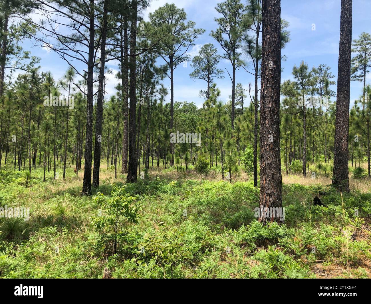 longleaf pine (Pinus palustris Stock Photo - Alamy