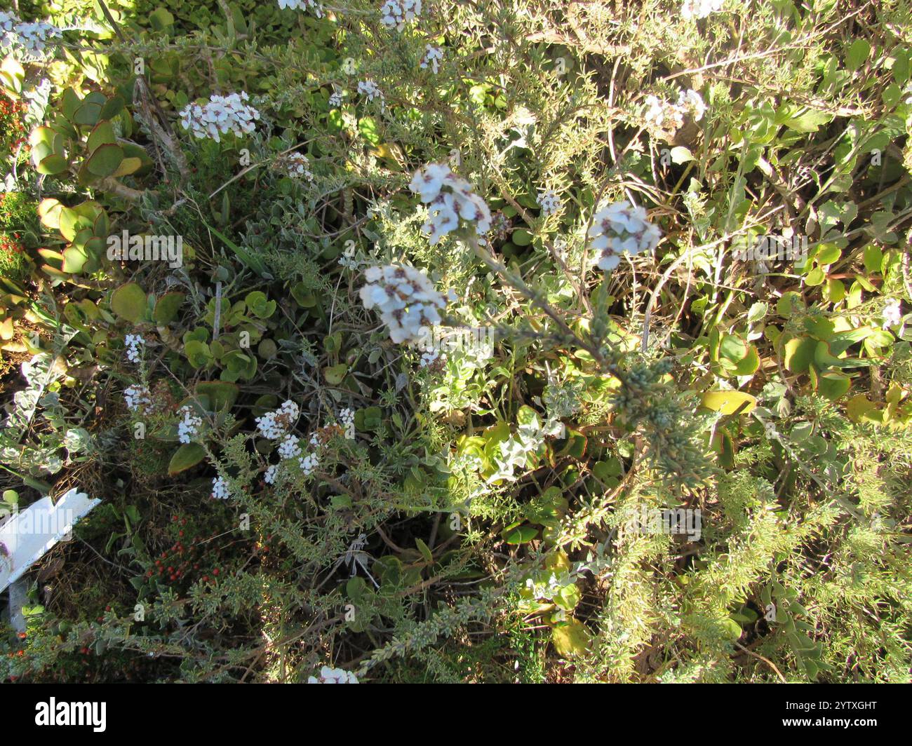 Cape Snow Bush (Eriocephalus africanus Stock Photo - Alamy