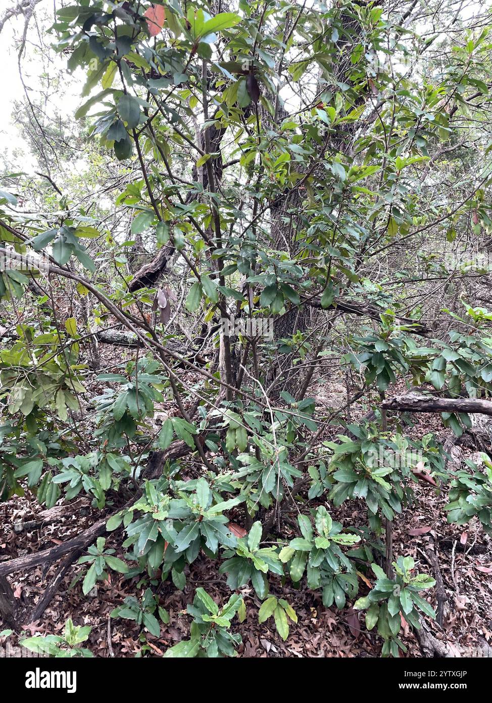 Chinese Photinia (Photinia serratifolia Stock Photo - Alamy
