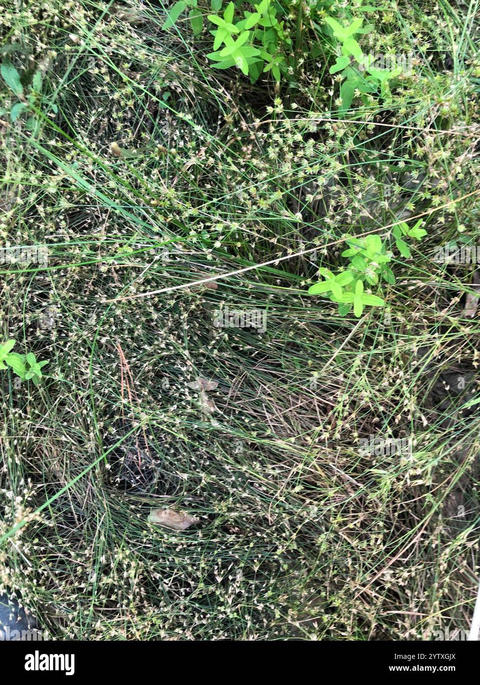 Slim-pod Rush (Juncus diffusissimus Stock Photo - Alamy