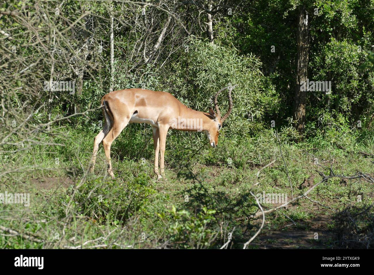 Common Impala (Aepyceros melampus melampus Stock Photo - Alamy