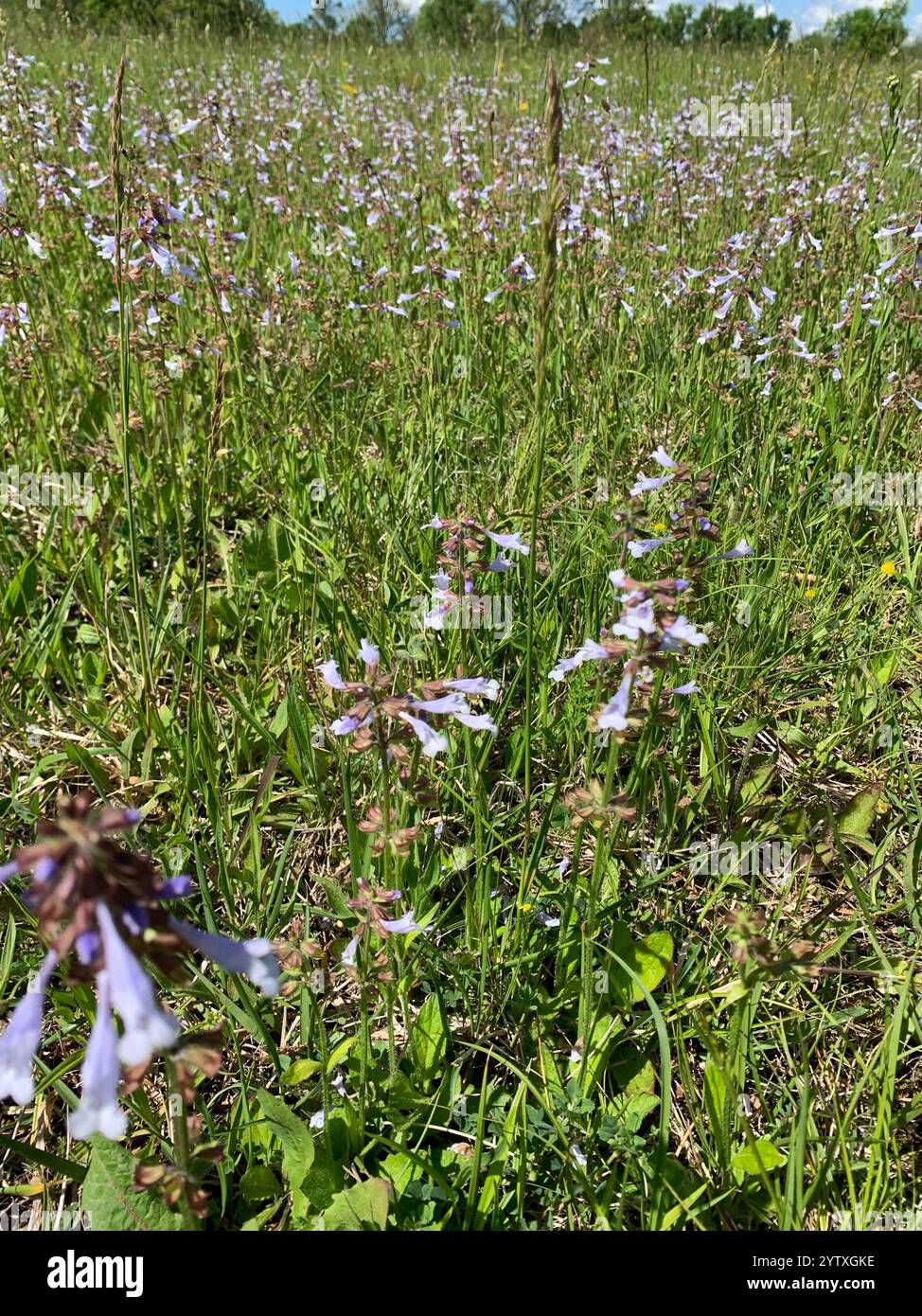 lyreleaf sage (Salvia lyrata Stock Photo - Alamy
