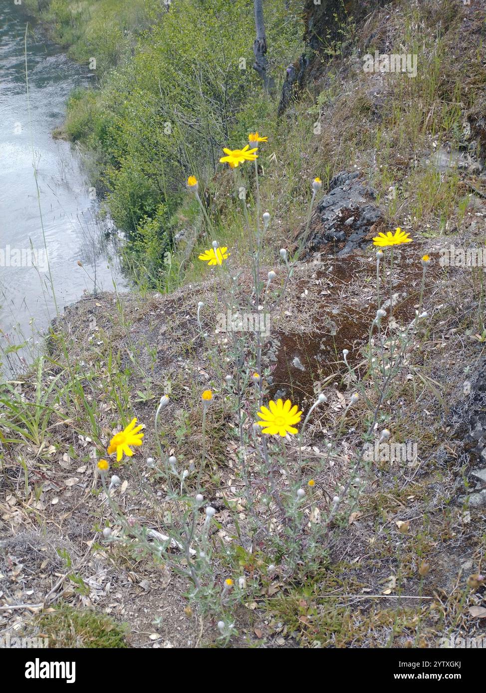 common woolly sunflower (Eriophyllum lanatum Stock Photo - Alamy