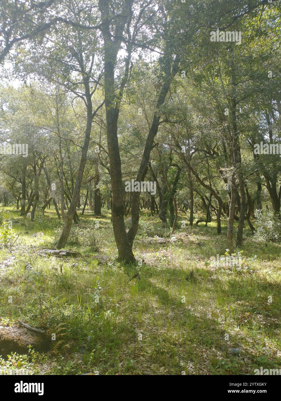 canyon live oak (Quercus chrysolepis Stock Photo - Alamy