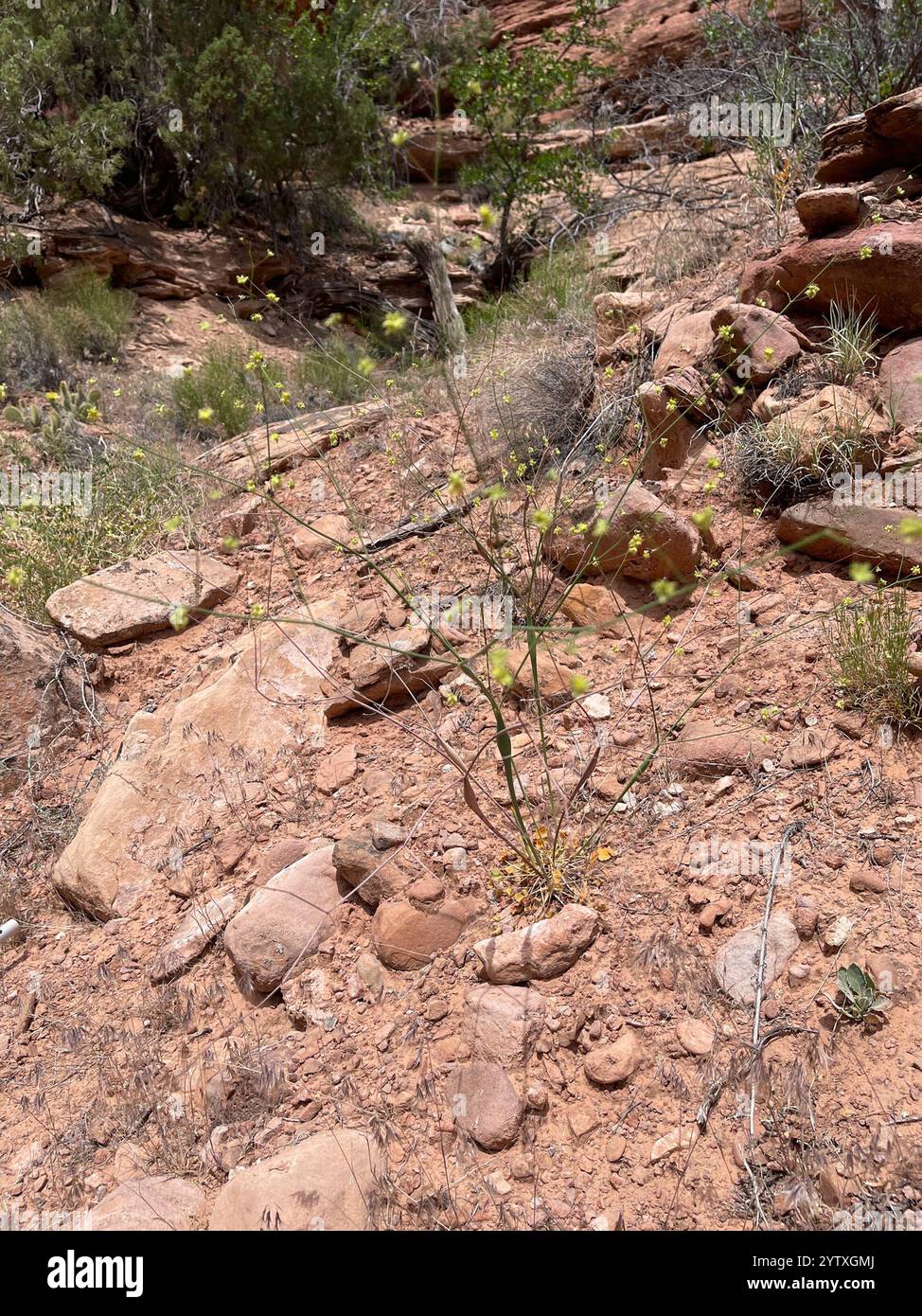 Desert Trumpet (Eriogonum inflatum Stock Photo - Alamy