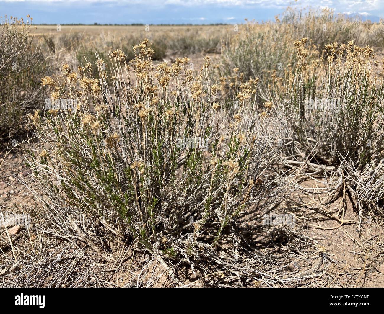 Greene's Rabbitbrush (Chrysothamnus greenei Stock Photo - Alamy