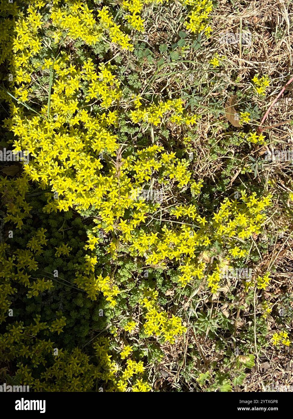 Biting Stonecrop (Sedum acre Stock Photo - Alamy