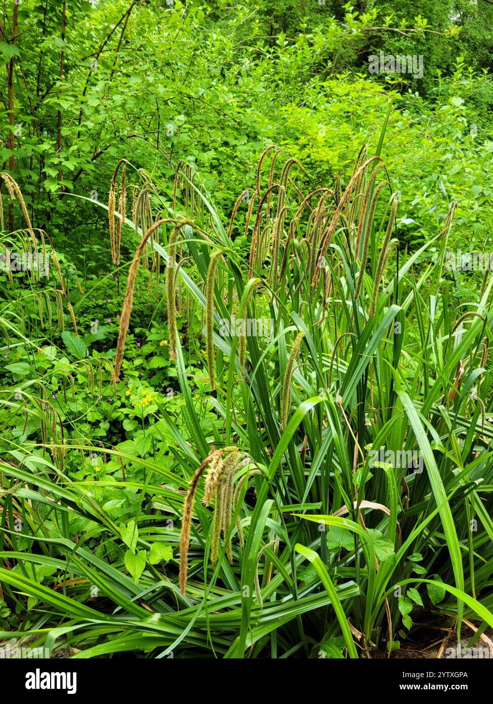 Hanging sedge (Carex pendula Stock Photo - Alamy