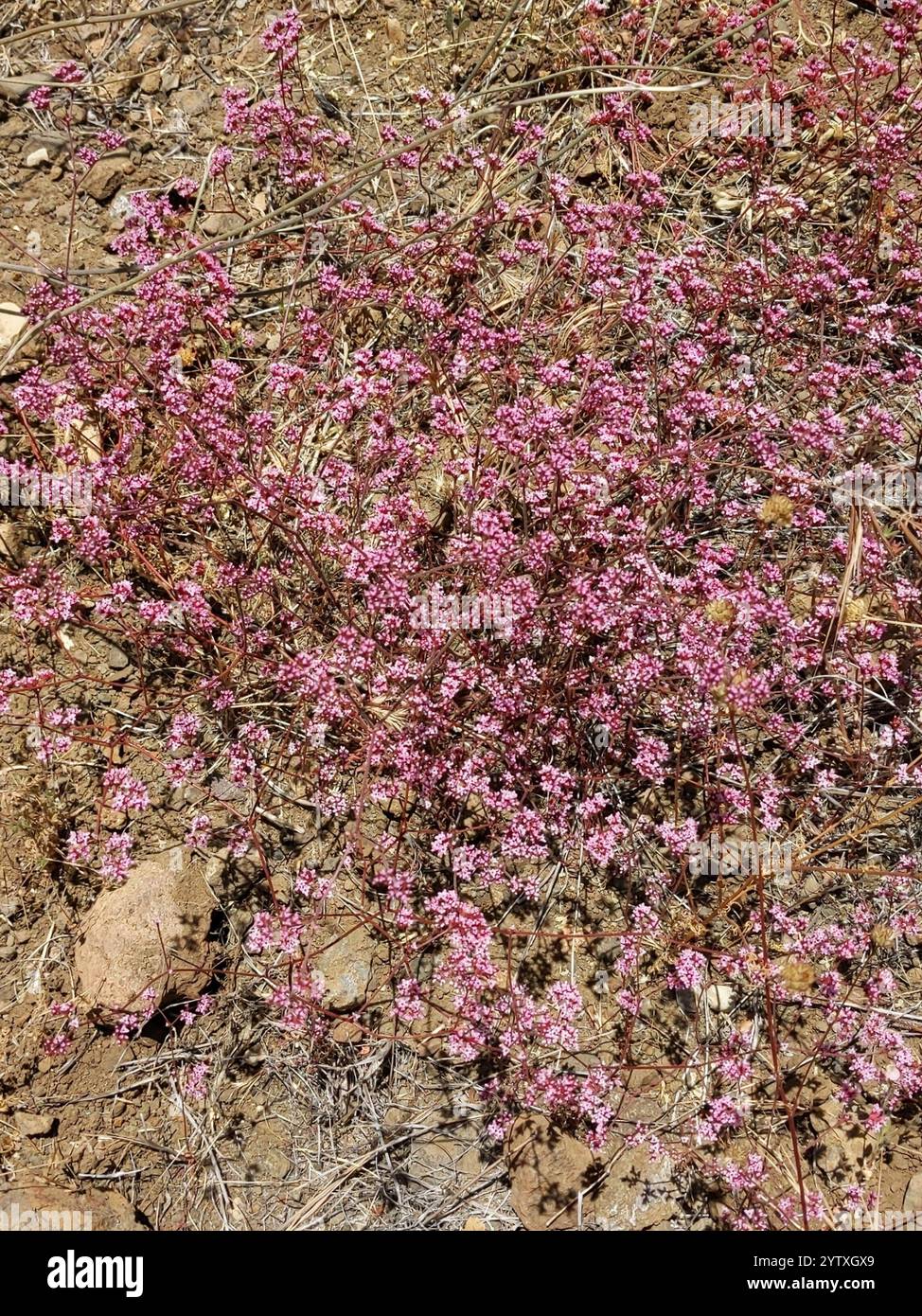 Turkish rugging (Chorizanthe staticoides Stock Photo - Alamy