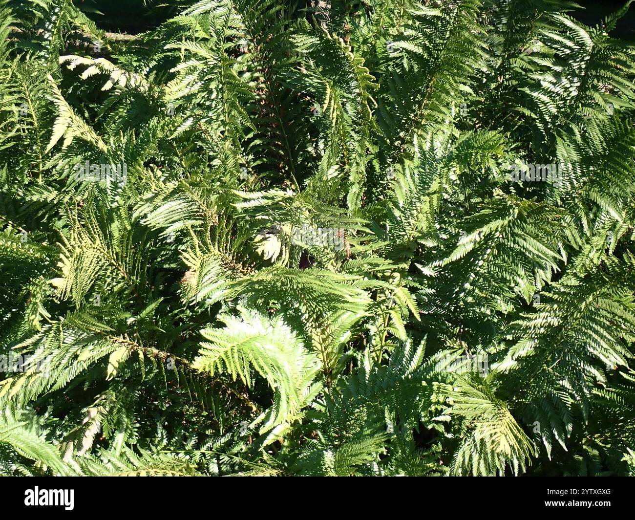 king fern (Todea barbara Stock Photo - Alamy