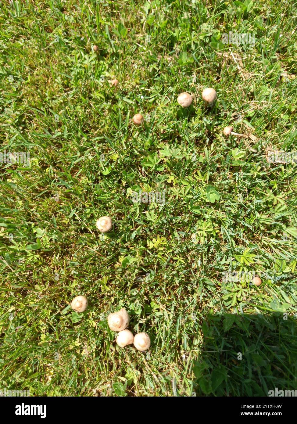 Mower's Mushroom (Panaeolus foenisecii Stock Photo - Alamy