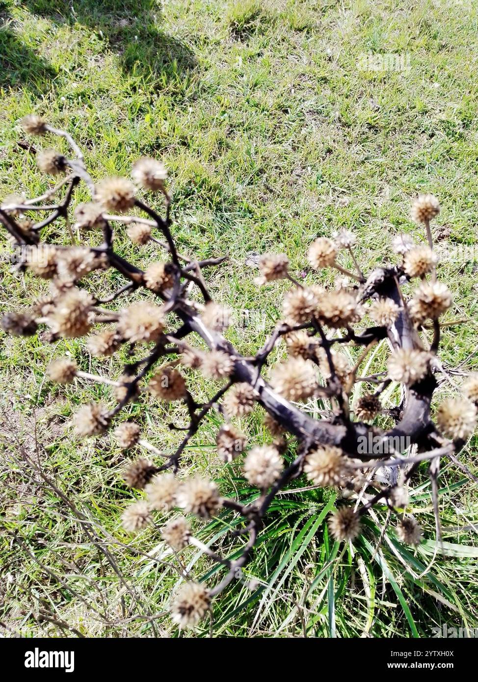 Eryngium horridum hi-res stock photography and images - Alamy