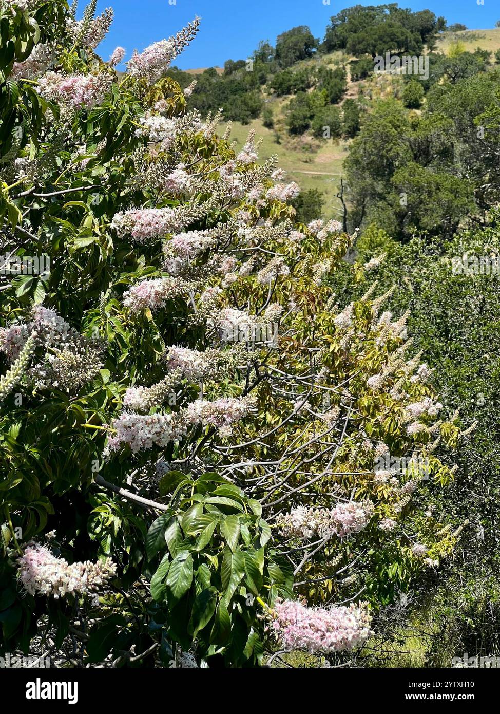 California buckeye (Aesculus californica Stock Photo - Alamy