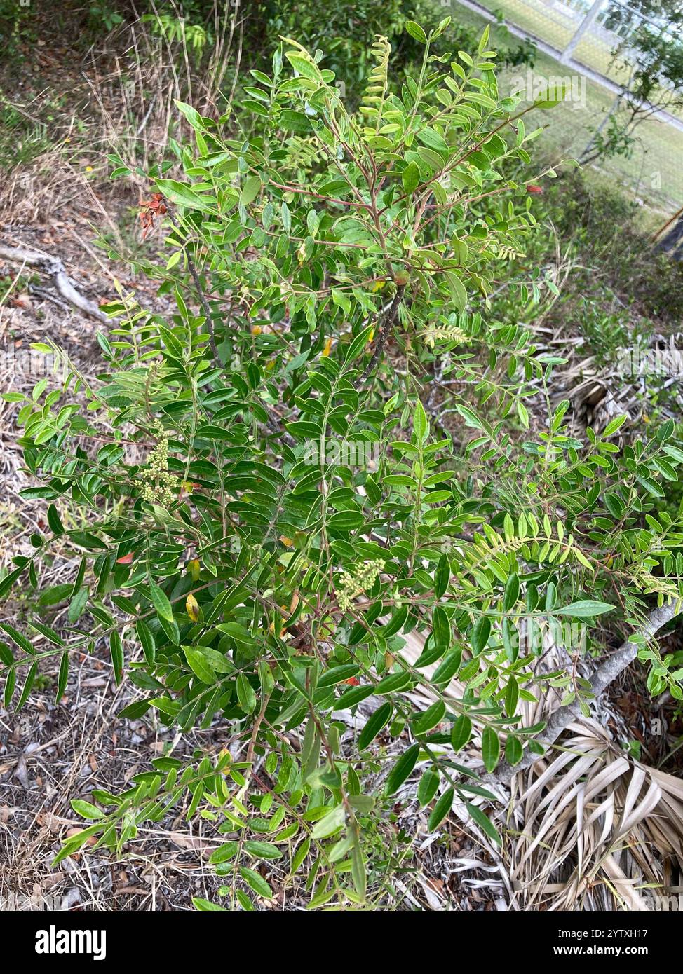 shining sumac (Rhus copallinum Stock Photo - Alamy