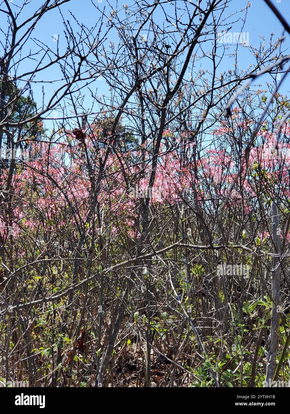 early azalea (Rhododendron prinophyllum Stock Photo - Alamy