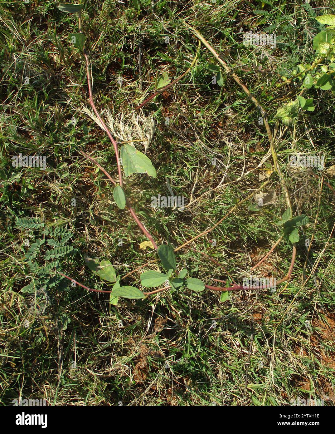 Grewia flava hi-res stock photography and images - Alamy