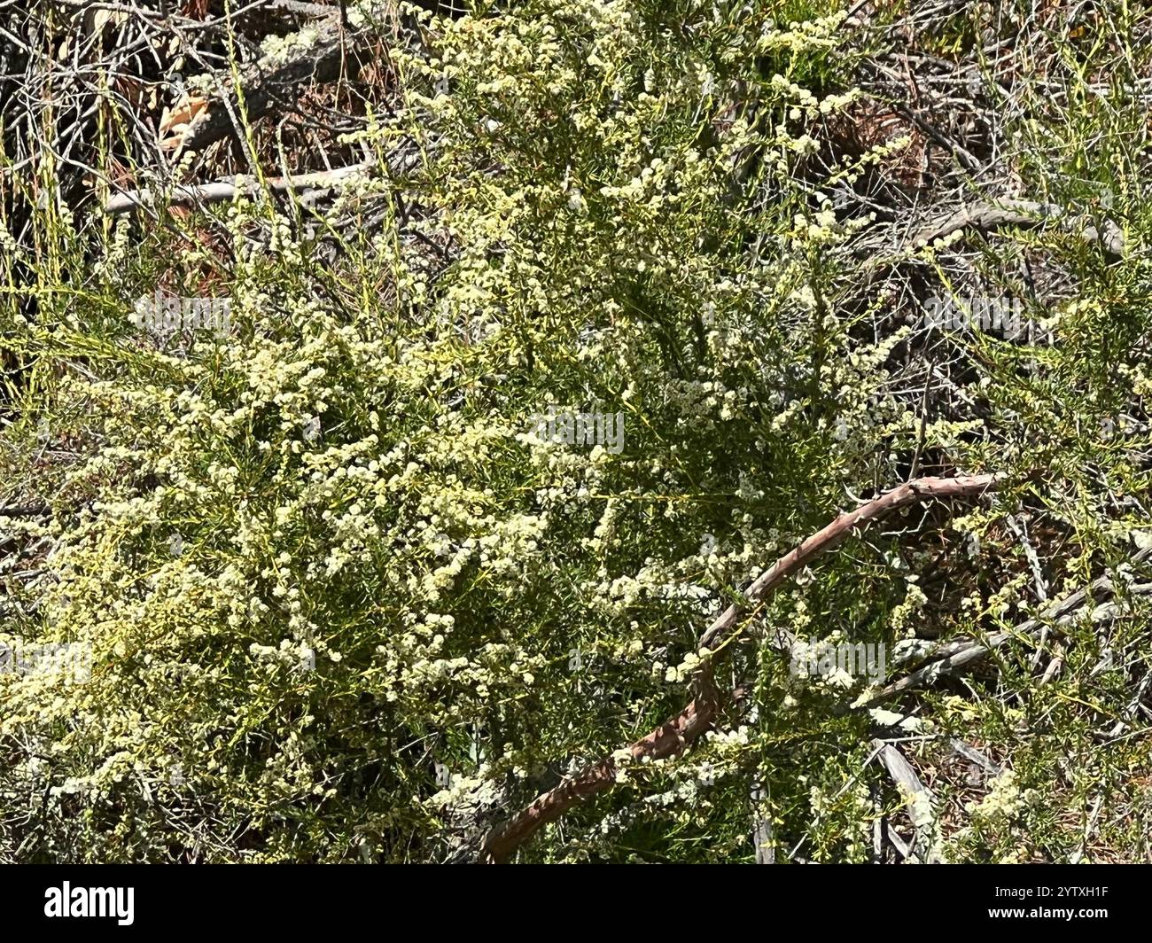 chamise (Adenostoma fasciculatum Stock Photo - Alamy