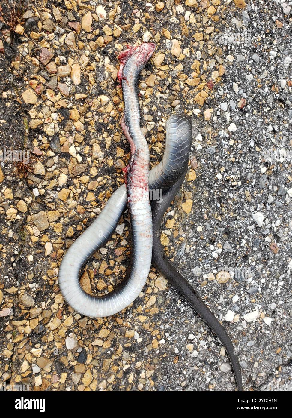 Southern Black Racer (Coluber constrictor priapus Stock Photo - Alamy
