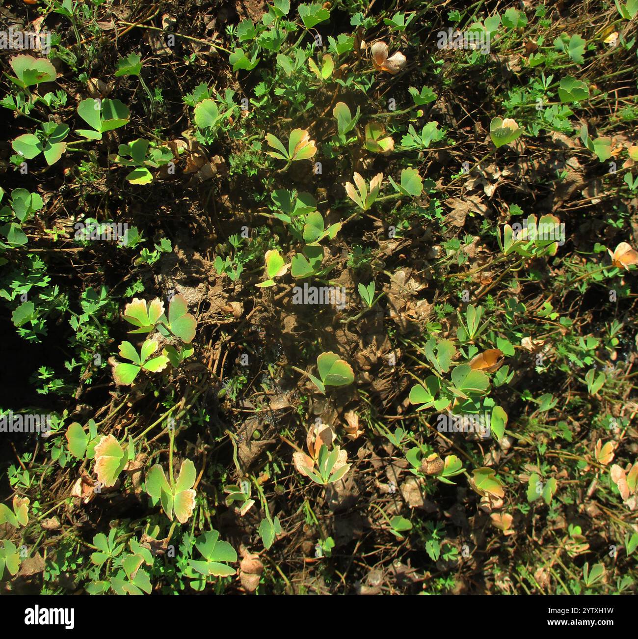 Helicopter Ferns (Marsilea Stock Photo - Alamy