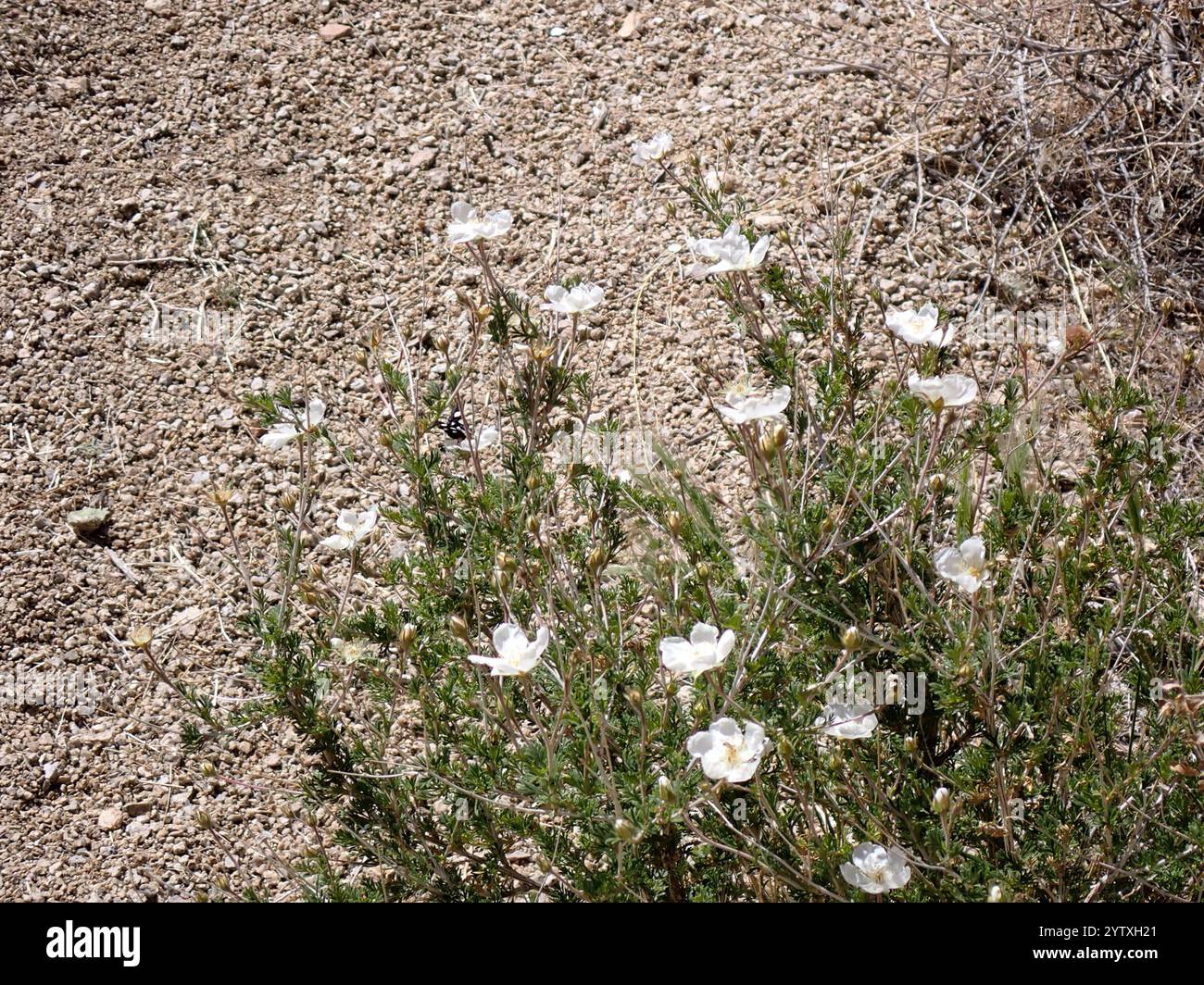 Apache plume (Fallugia paradoxa Stock Photo - Alamy