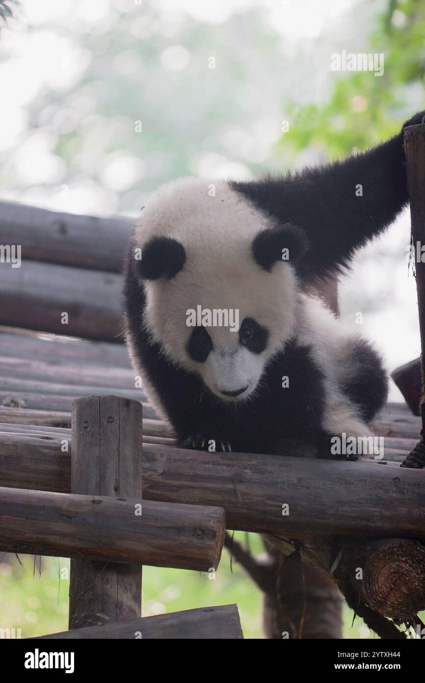 A panda cub is playing on the logs Stock Photo - Alamy
