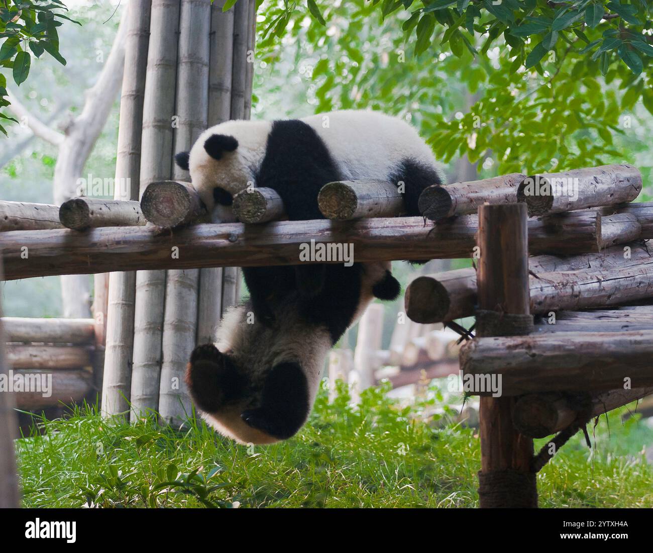 Two panda cubs enjoy playing Stock Photo - Alamy