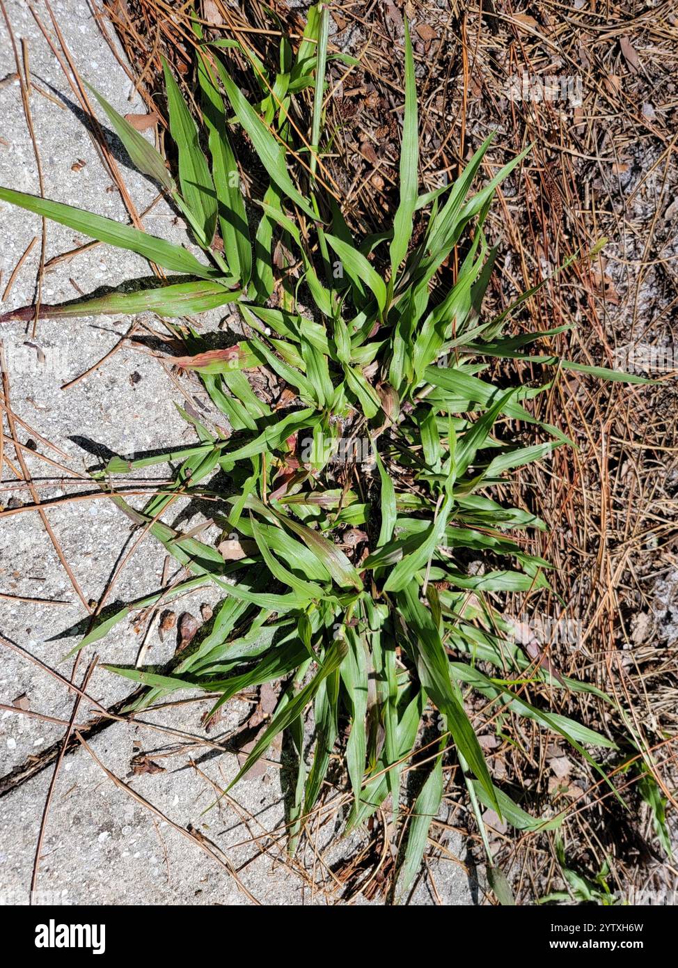 Thin Paspalum (Paspalum setaceum Stock Photo - Alamy