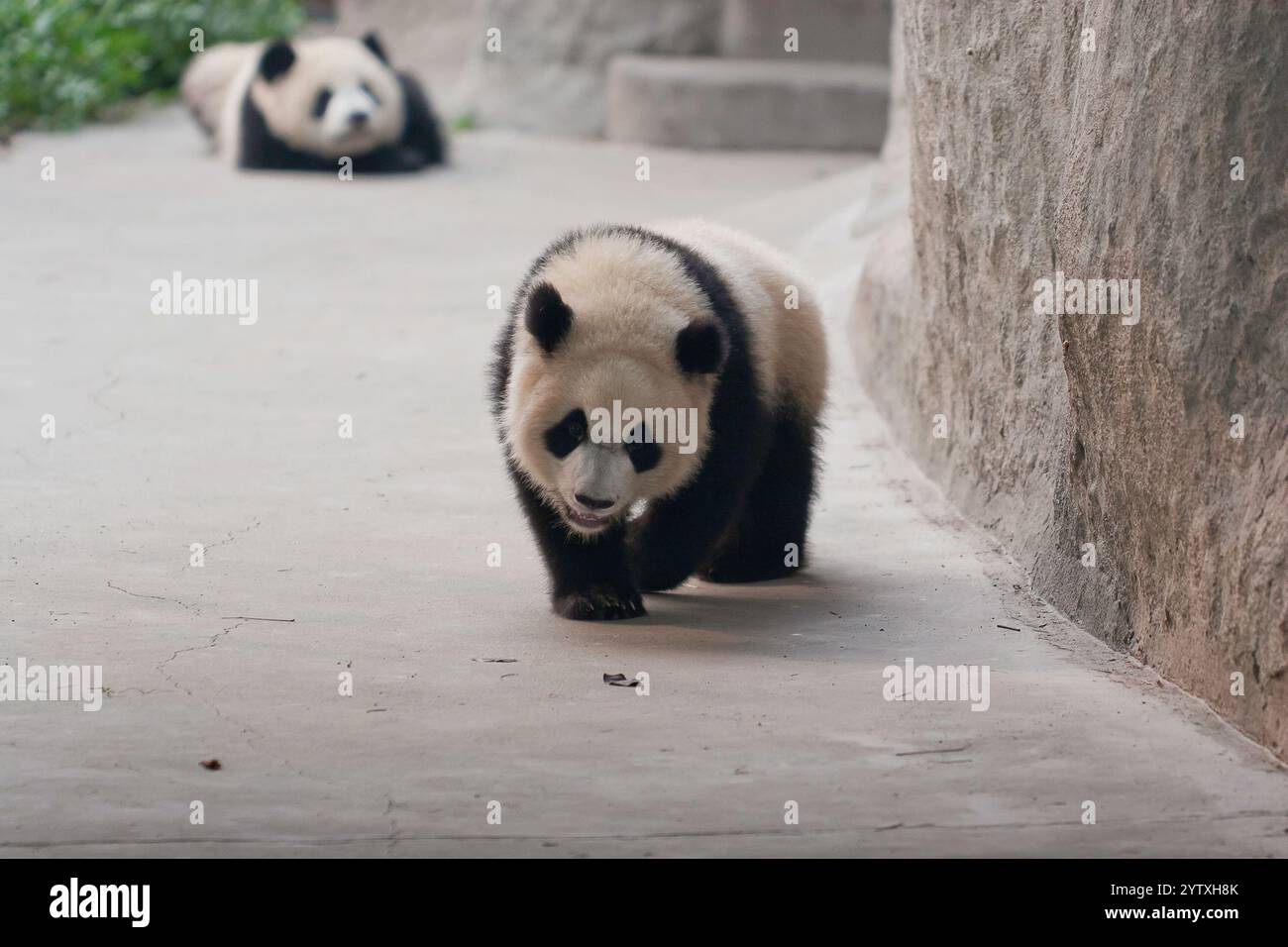 Panda cubs playing hi-res stock photography and images - Alamy