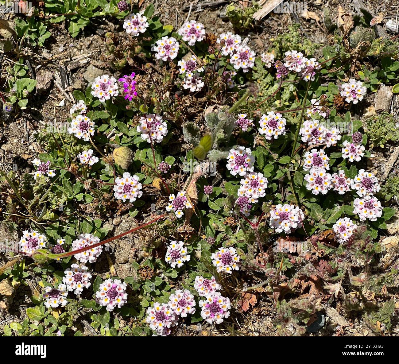 turkey tangle frogfruit (Phyla nodiflora Stock Photo - Alamy