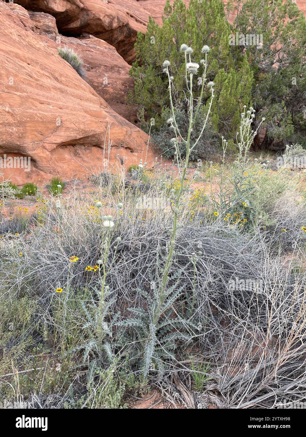 Utah thistle (Cirsium neomexicanum utahense Stock Photo - Alamy