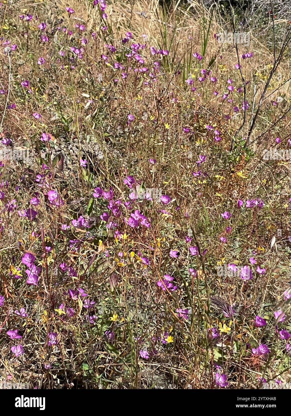 Lewis' Clarkia (Clarkia lewisii Stock Photo - Alamy