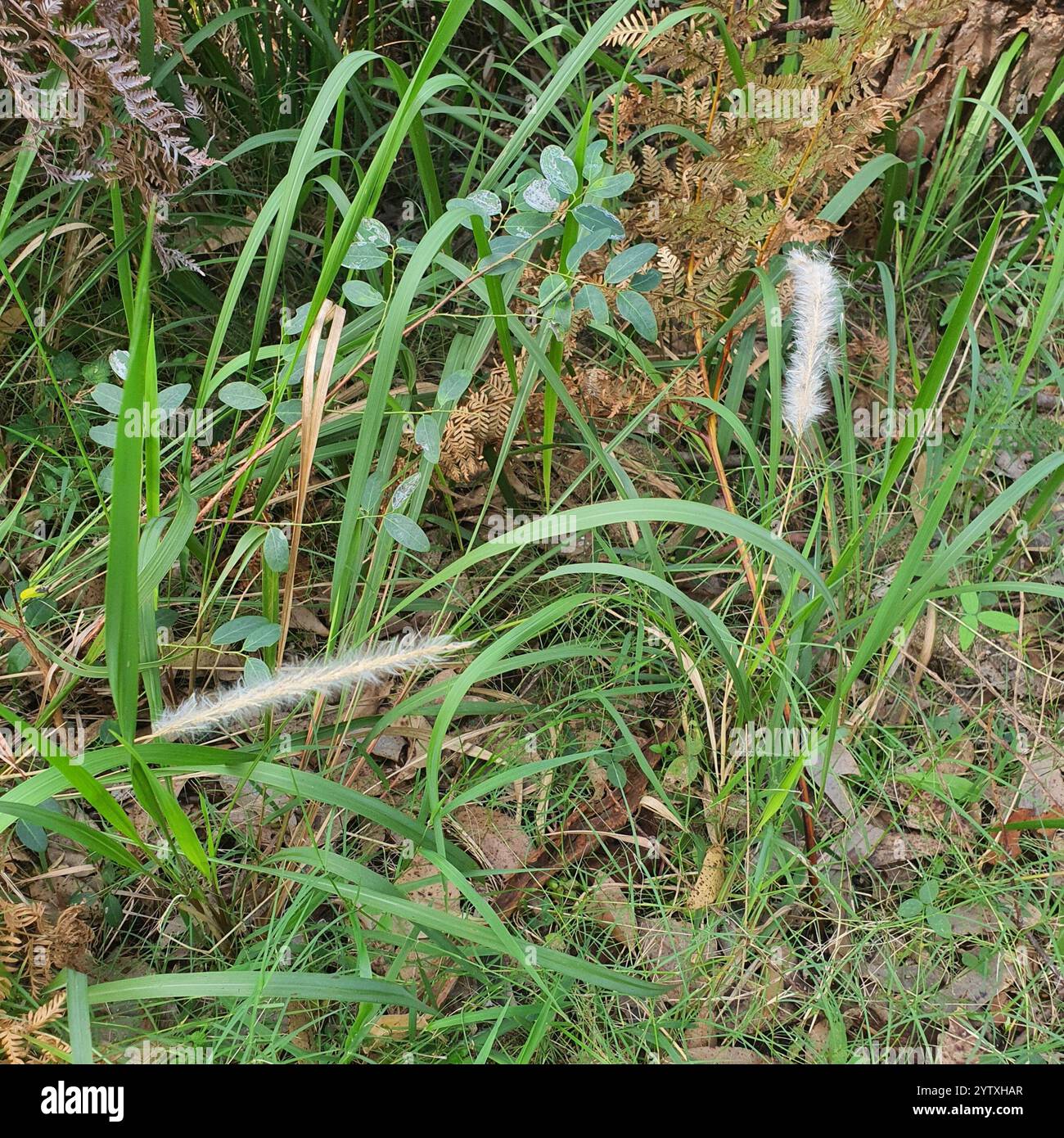 Cogon Grass (Imperata cylindrica Stock Photo - Alamy