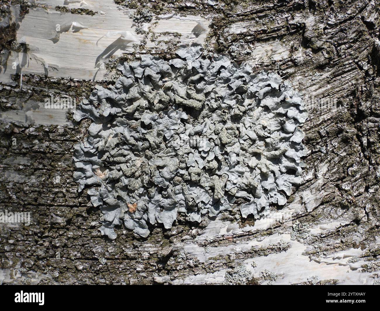 shield lichen (Parmelia sulcata Stock Photo - Alamy