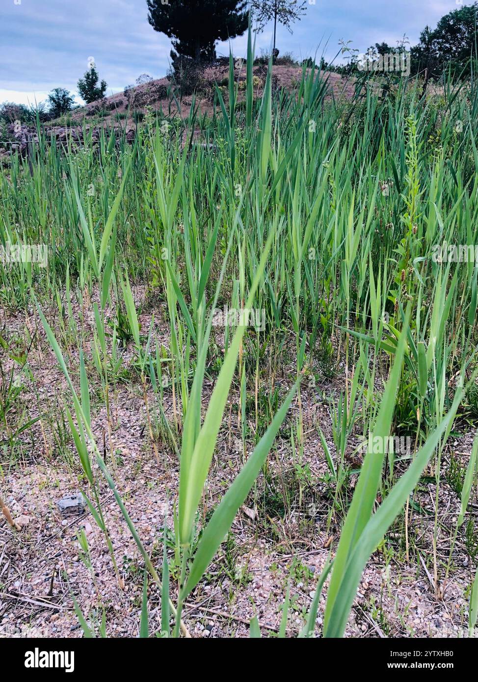 European reed (Phragmites australis australis Stock Photo - Alamy