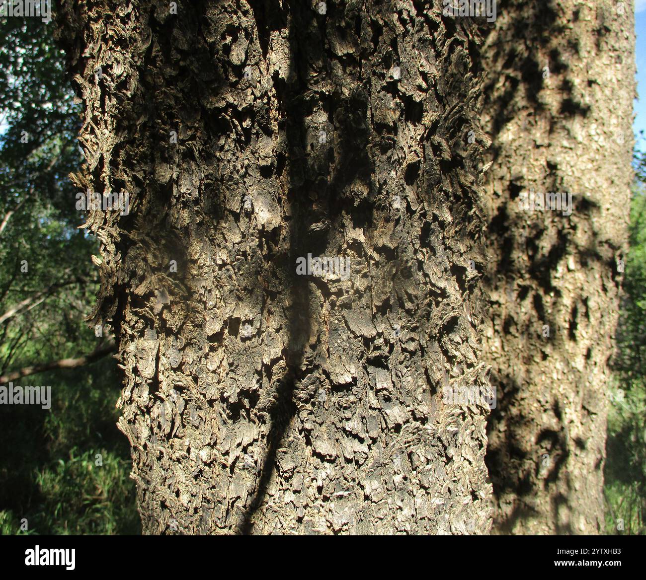 tamboti (Spirostachys africana Stock Photo - Alamy