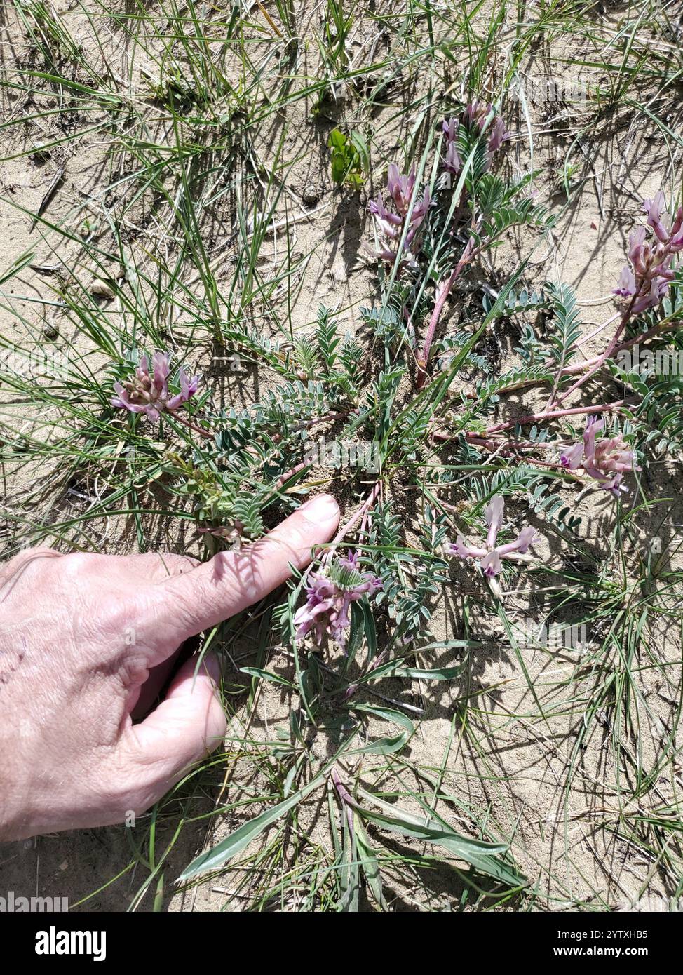 Ground-plum (Astragalus crassicarpus Stock Photo - Alamy