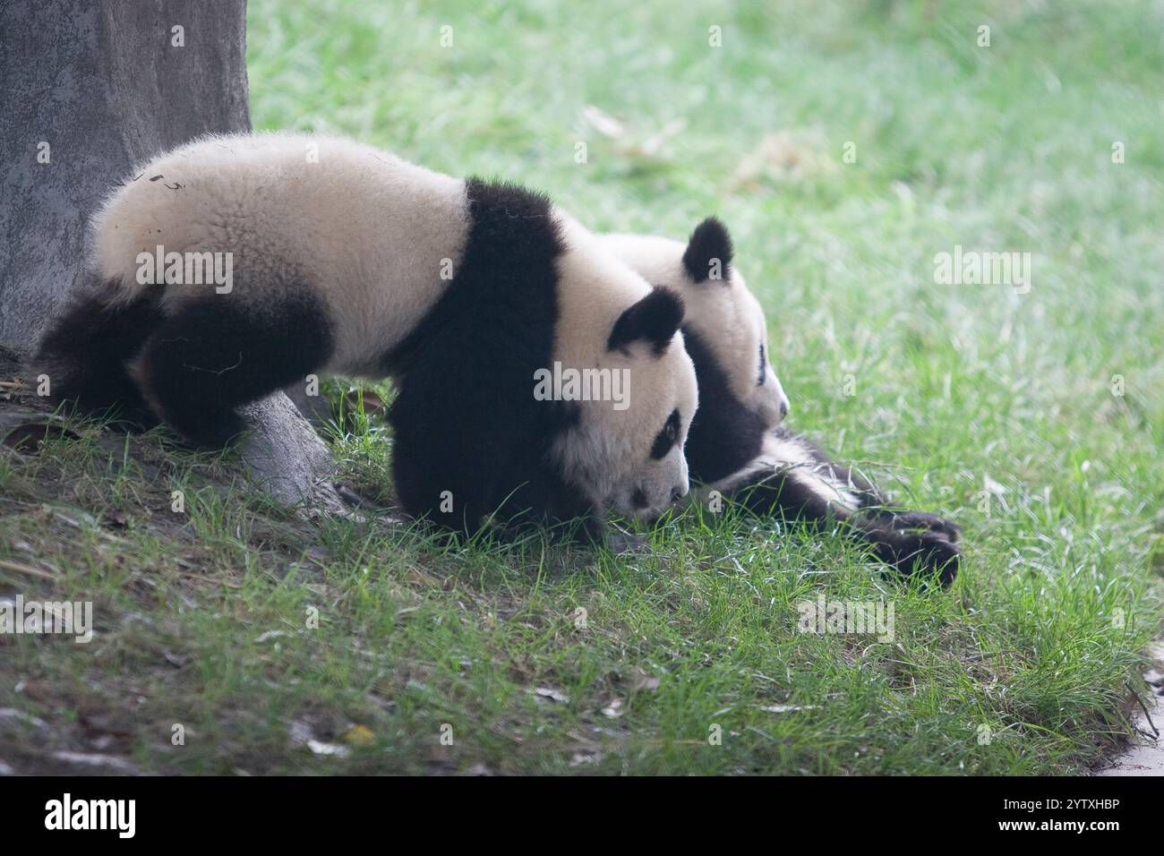 Two pandas are playing Stock Photo - Alamy