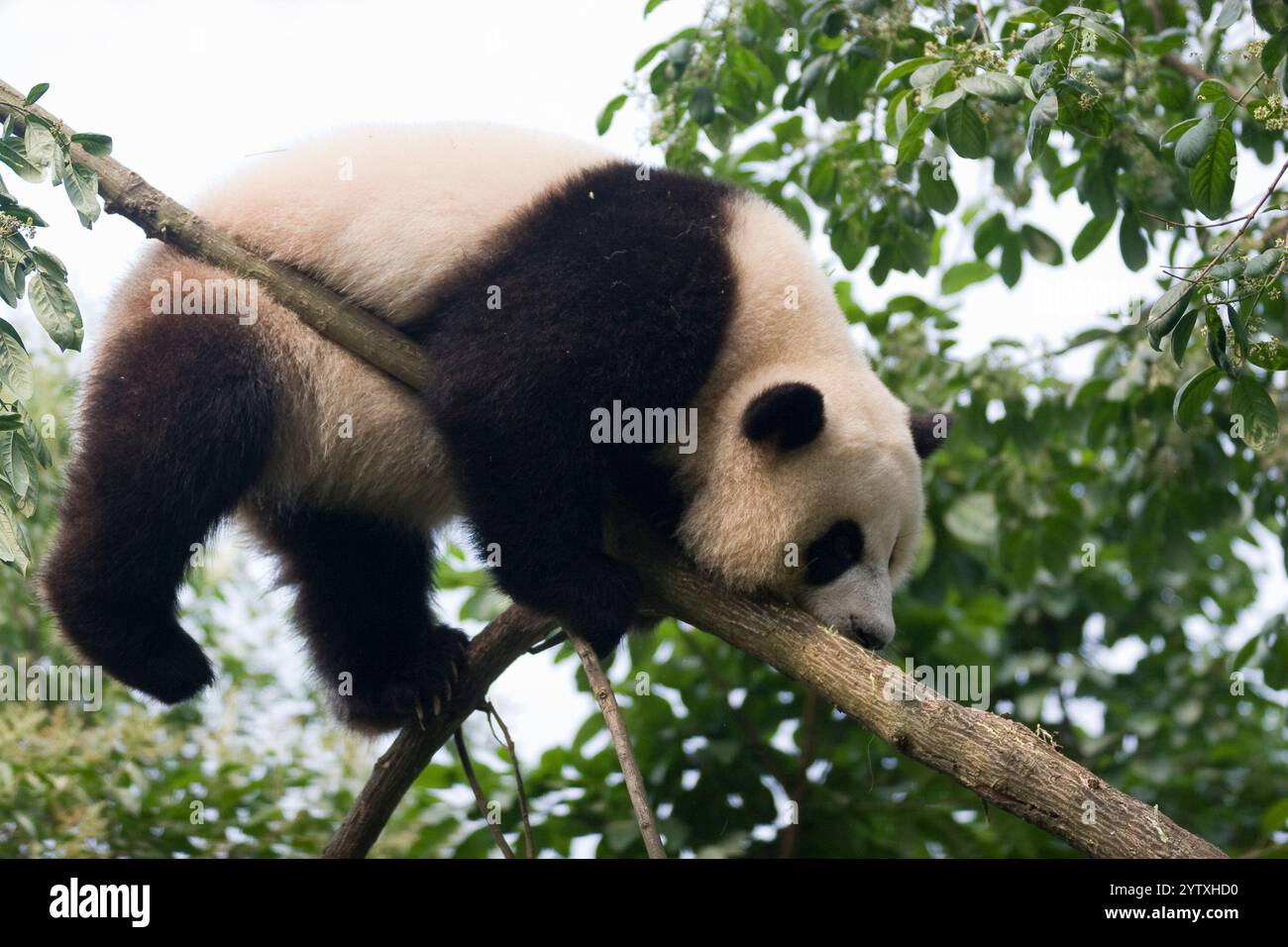 A panda is enjoying climbing a tree Stock Photo - Alamy