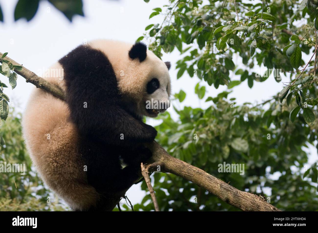A panda is enjoying climbing a tree Stock Photo - Alamy