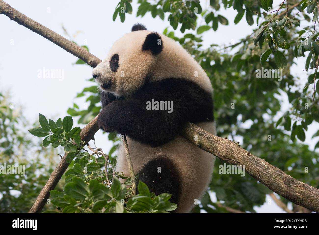 A panda is enjoying climbing a tree Stock Photo - Alamy